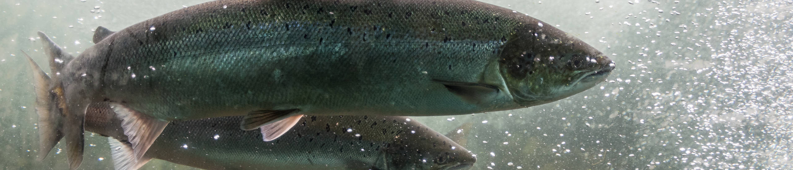 You Fish Scotland | Guided Fly Fishing | Inverness Things to Do